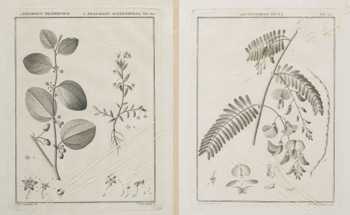 VICENTE LÓPEZ ENGUIDANOS, Rhame nus trinervius y Aeschynomene picta,